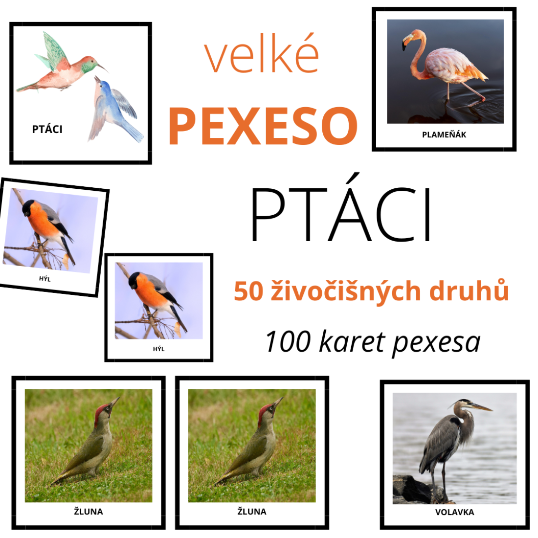 velké PEXESO - PTÁCI - 50 druhů | Učitelnice