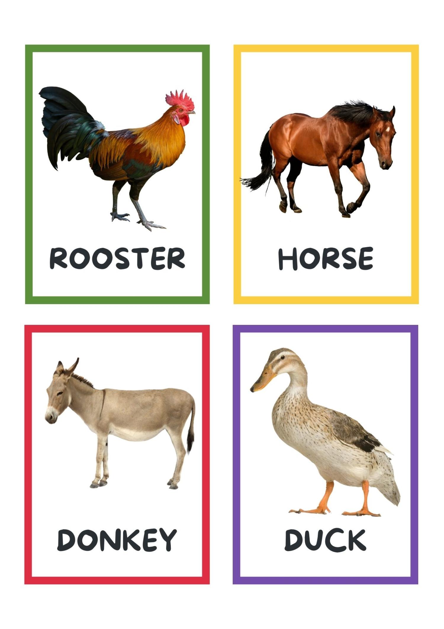Animals on the farm- Flashcards | Učitelnice
