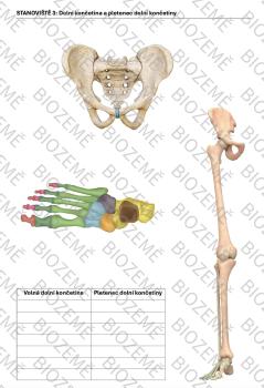 Opěrná soustava ,,Anatomická expedice" - stavba lidské kostry | Učitelnice